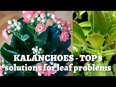 Kalanchoe Plant Care - Top 8 reasons for leaf problems