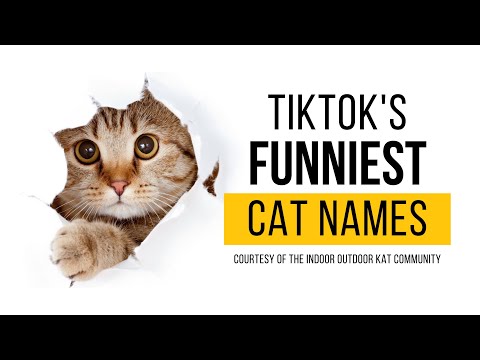 FUNNIEST CAT NAMES - Unique, Hilarious, and Unforgettable Pet Name Ideas