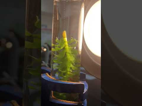 Rates of Photosynthesis