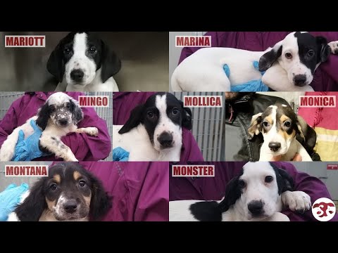 Marina, Mariott, Mingo, Mollica, Monica & Montana
