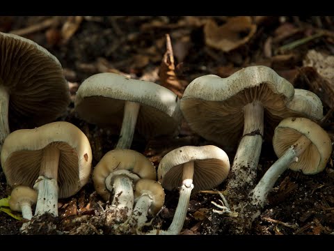 An Uncommon Psilocybe Mushroom in South Florida: Psilocybe niveotropicalis