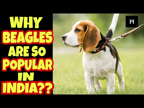 Beagle dog breed popularity in India in Hindi | Petsinfomania