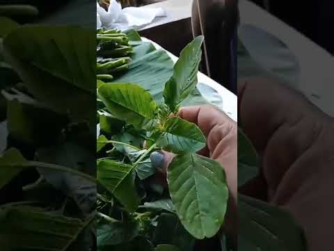spinach (kwantong in ilocano)