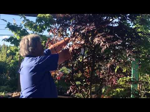 How to Prune a Japanese Maple