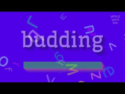 BUDDING - HOW TO PRONOUNCE IT? #budding