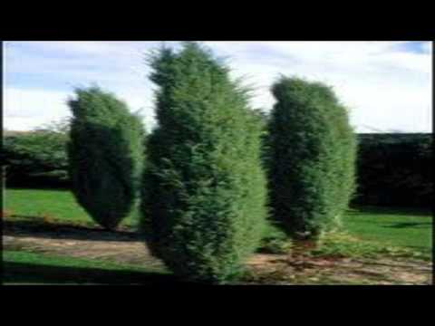 Irish Juniper trees for sale