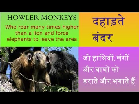 Howler monkey .Garjanay walay bander. in Hindi with urdu translation.