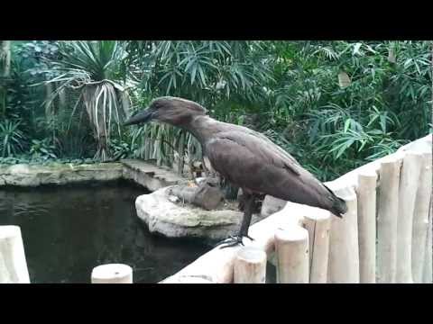 Hammerkopf / Schattenvogel / Scopus umbretta