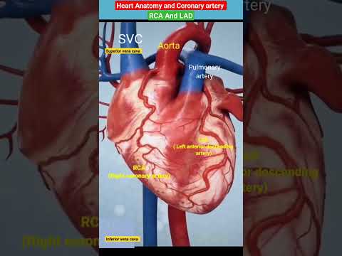 Heart anatomy and coronary artery l IVC l SVCl Aortal #heart #shorts