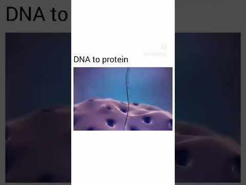 DNA to protein, translation and transcription process animation #biology #biologynotes