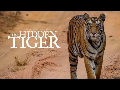 Feature Film: The Hidden Tiger