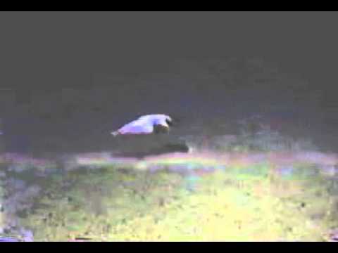 Cephalopod video: Grimpoteuthis
