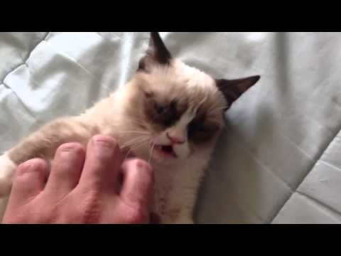 Grumpy Cat Not Amused (HD)
