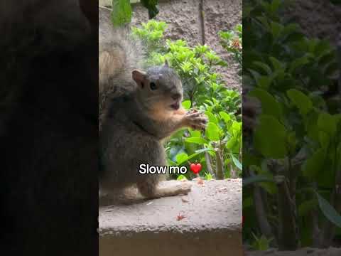 Summer Snack #fypage #fyp #fypシ゚viral #funny #funnyshorts #diy #summer #snacks #ideas