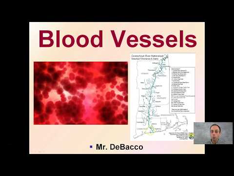 Blood Vessels