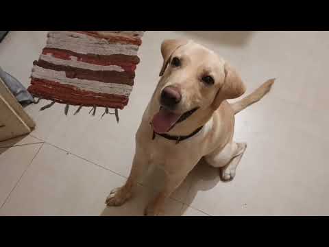 Dog Behavior 😊😀🦮🐕‍🦺#labrador #dogbreed #petshub #doggielife