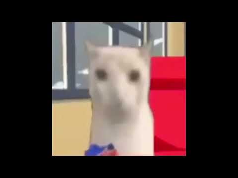 Cat Eats Chips for 10 Hours