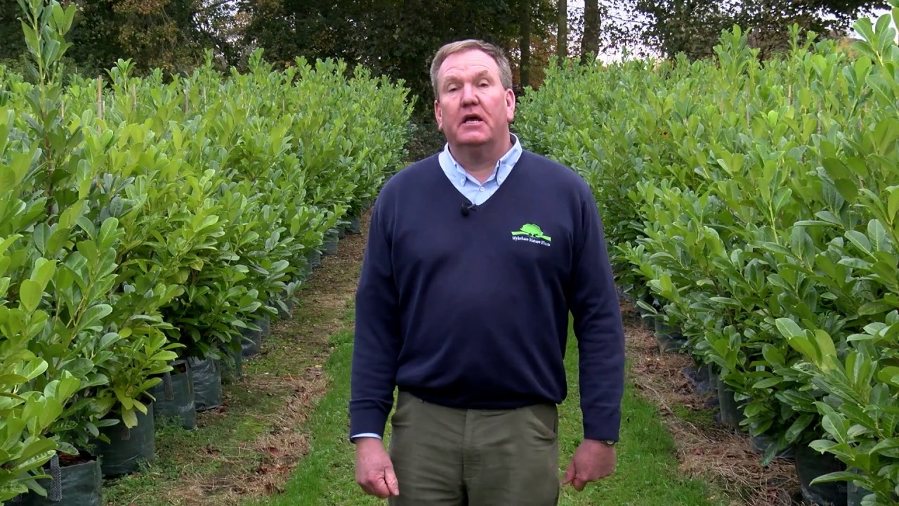 Instant Hedging with Wykeham Premium Laurel Blocks