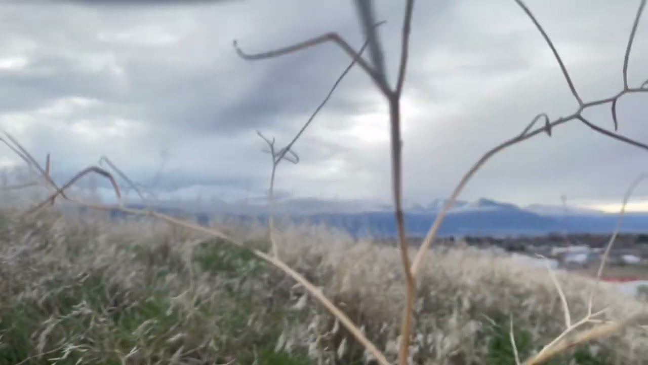 Through the grass texture study ￼