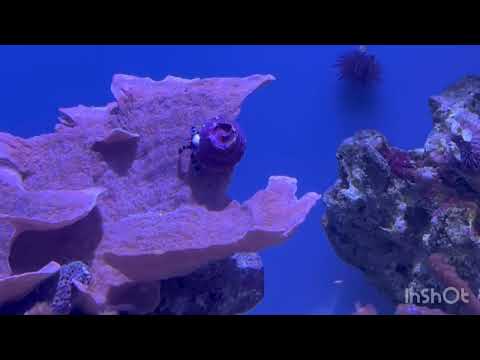 California Academy of science|San Francisco| don’t miss planetarium tour|kids activities|Aquarium 🐟