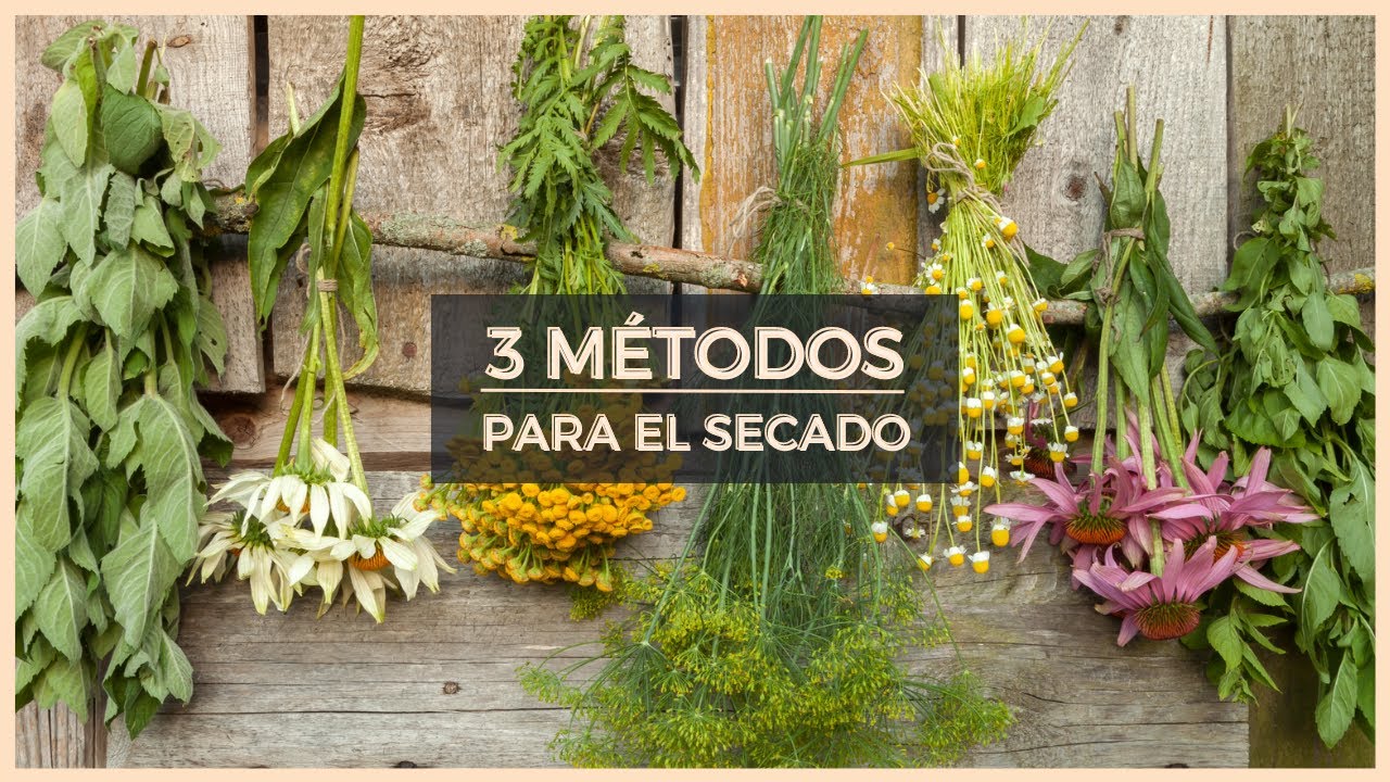 La forma CORRECTA ✔️ de SECAR PLANTAS MEDICINALES en casa manteniendo sus PROPIEDADES INTACTAS  🍂👌