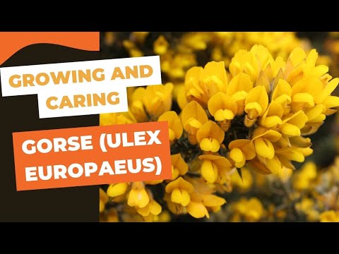 Growing and Caring for Gorse (Ulex europaeus): Tips and Tricks for a Thriving Plant