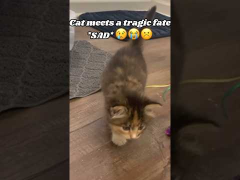 π±πI CANβT BELIEVE THIS HAPPENED TO THE CATβ¦π±ππ’πΏπ#awesomesauce #shorts #funny #memes #cat #pet