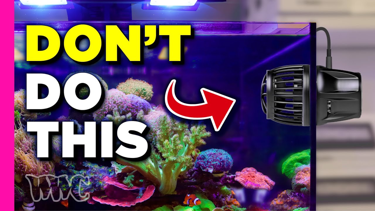Is Flow KILLING Your Corals?