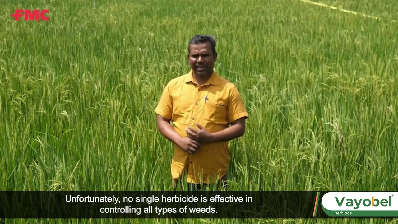 FMC Vayobel® Herbicide for Paddy #FMC #FMCIndia #New #Herbicide