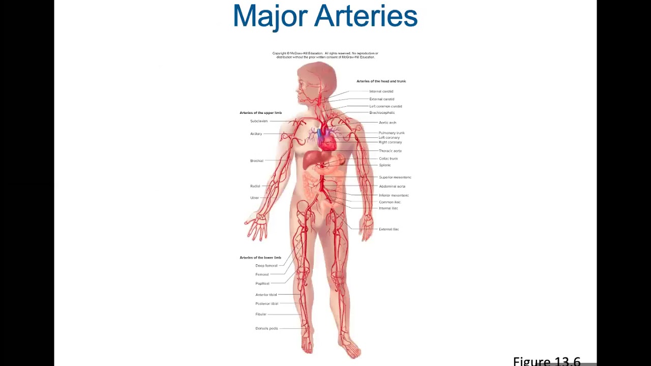 Ch. 13 (Blood Vessels and Circulation)