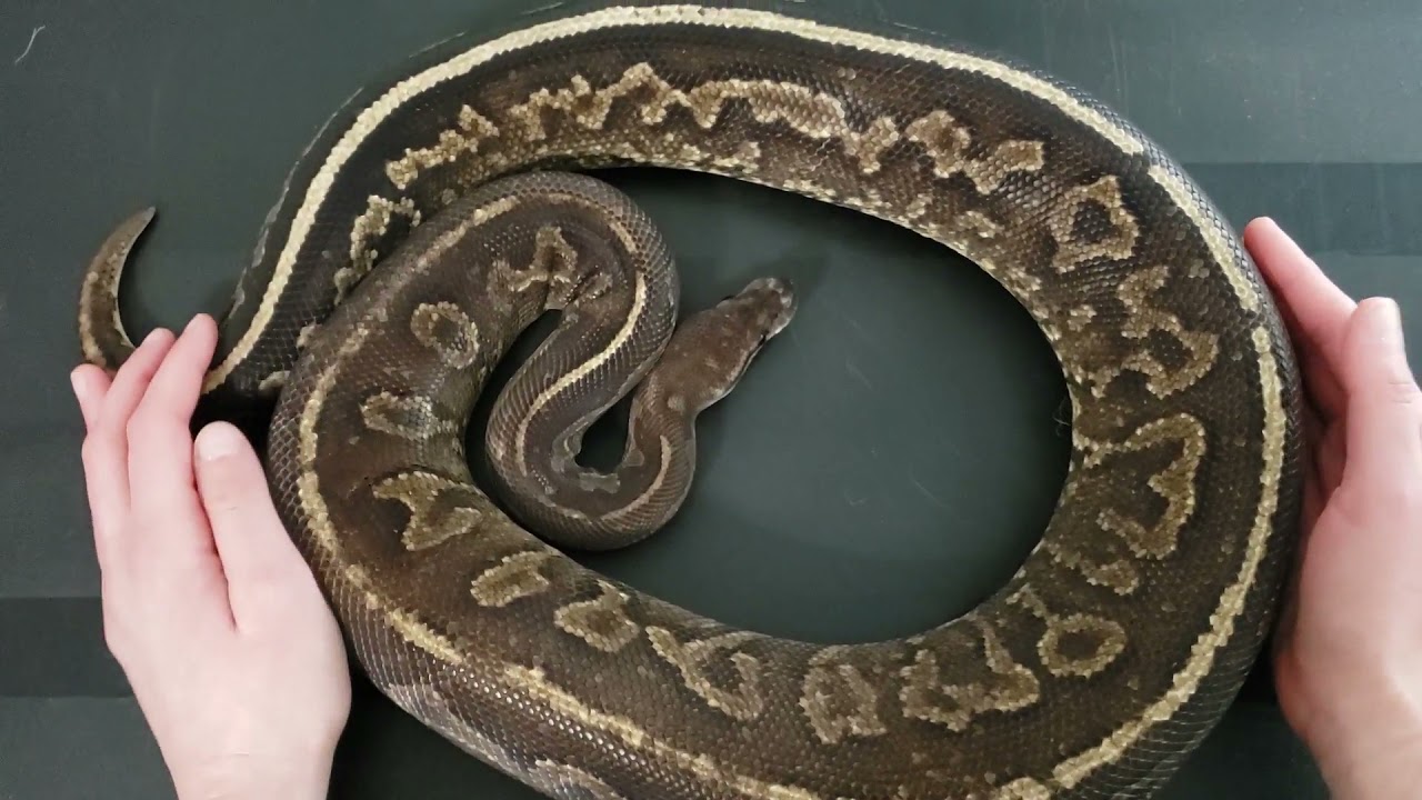 Top 5 Yellow Belly Complex!