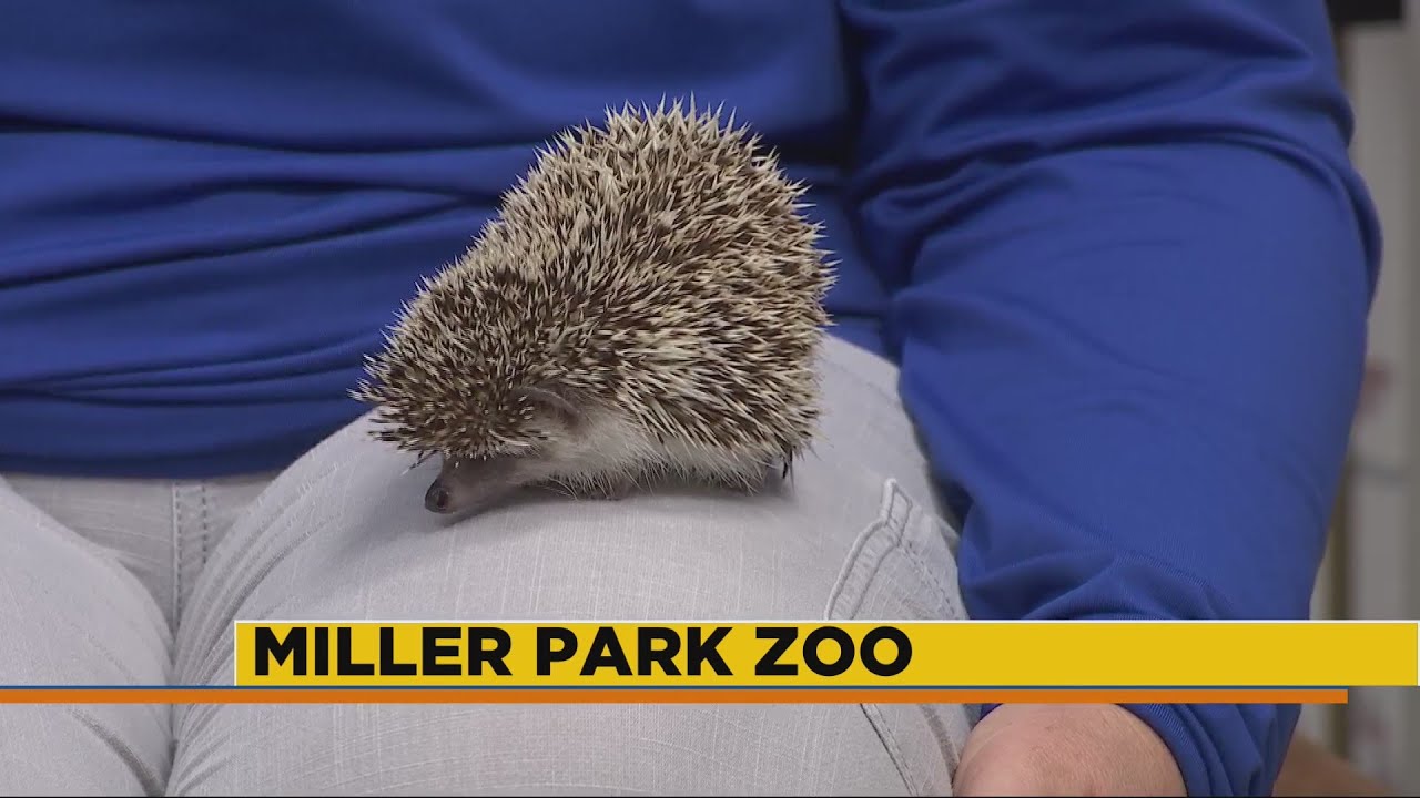 CI Living Critters Uncaged with Miller Park Zoo