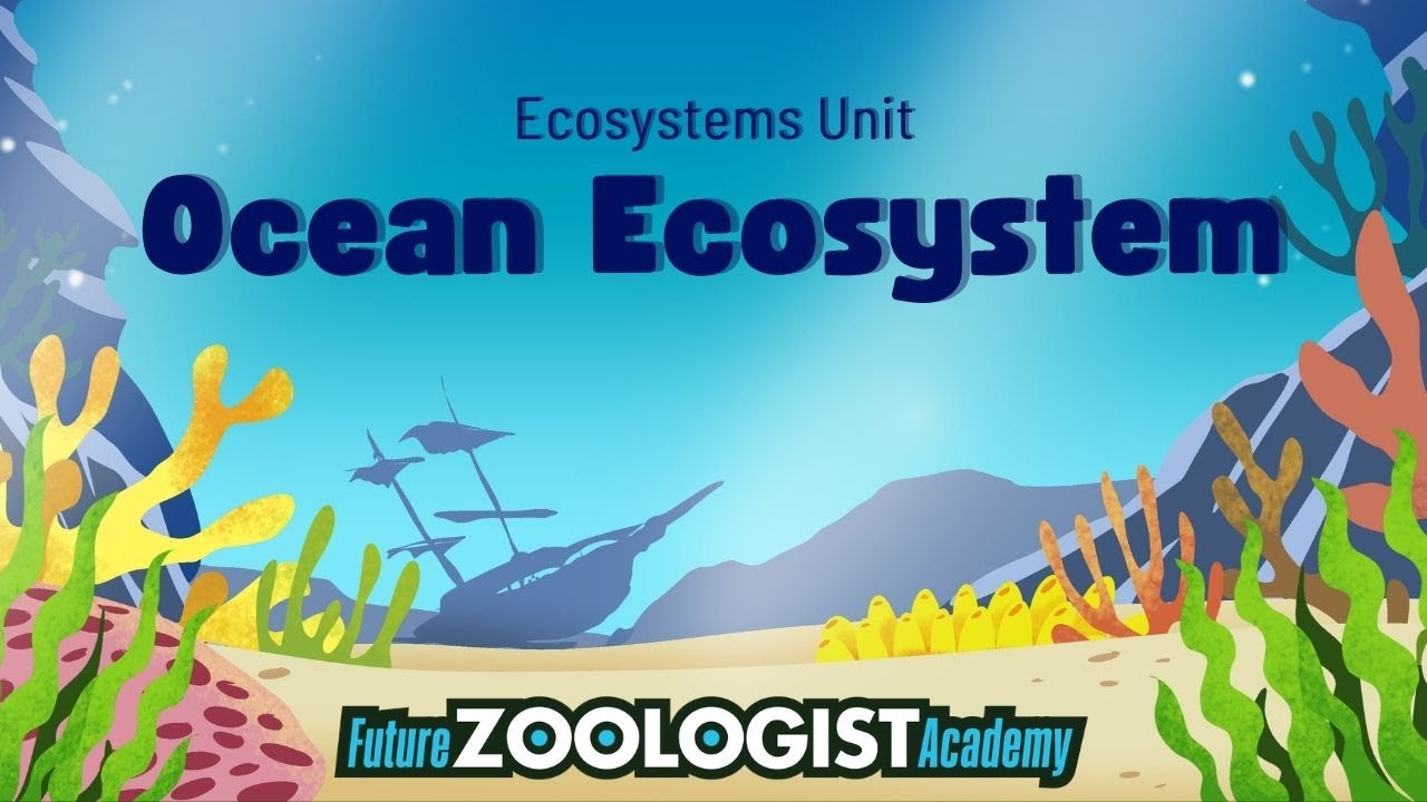 Ocean Ecosystems | Marine Plants and Animals | EdZOOcating Adventures