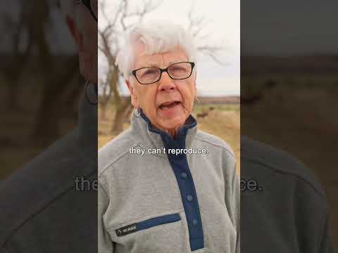 Do you know what a Mule is? #facts #education #shorts