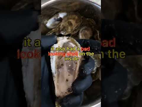 How To Find A Bad Oyster! π¨π·π¦ͺ #shorts
