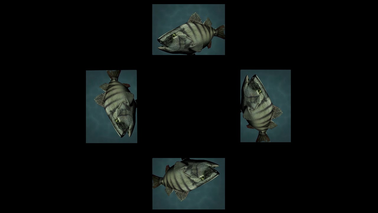 Fish Anatomy Hologram