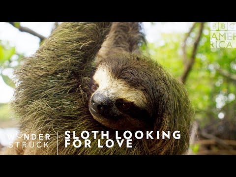 Stupid Fact Of The Day: Sloth Mating Is Unexpected - 99.7 DJX
