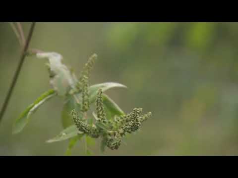 Misery ahead due to ragweed pollen