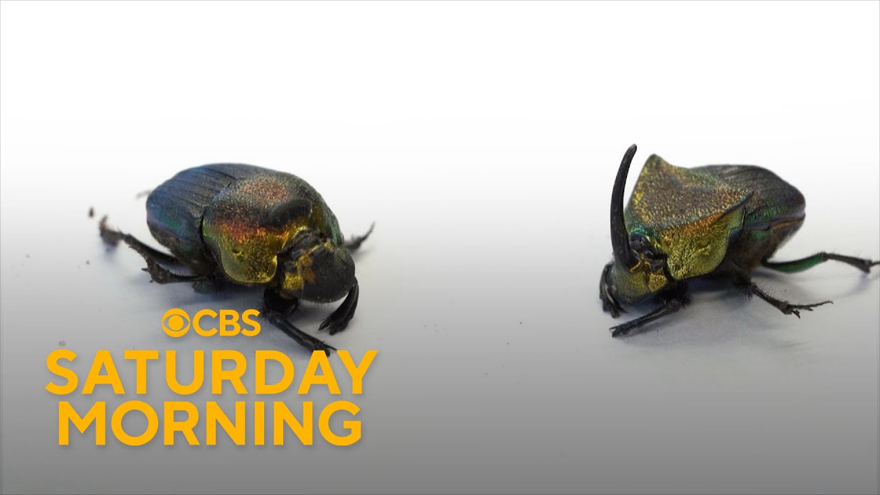 Insect species are in decline, and some are endangered