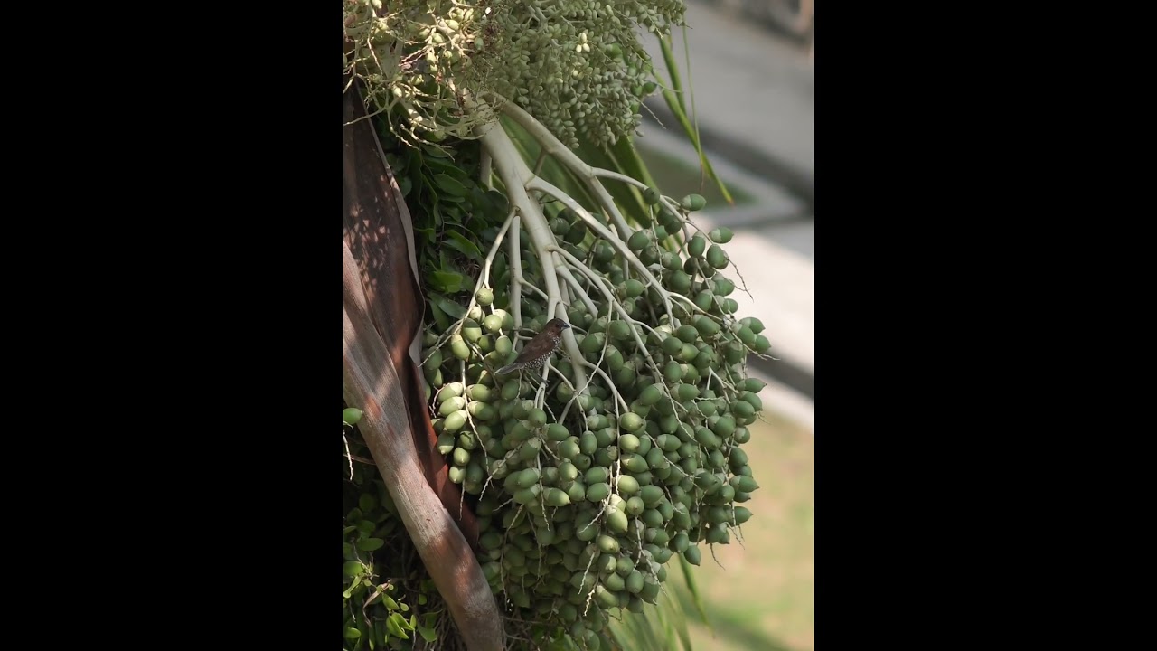 Recently this kind of little bird is actively flying around.#spring#ZVE10 #viltrox85mmf18femarkii