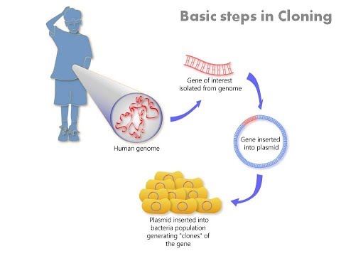 Basic steps in Molecular cloning| Cloning Methods| DNA Cloning process