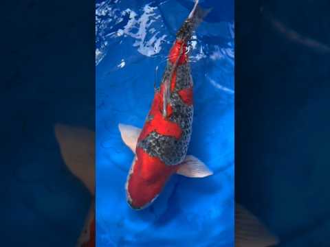 ๐Shipping out some MONSTER koi #koi #fish #japanesekoi #carp