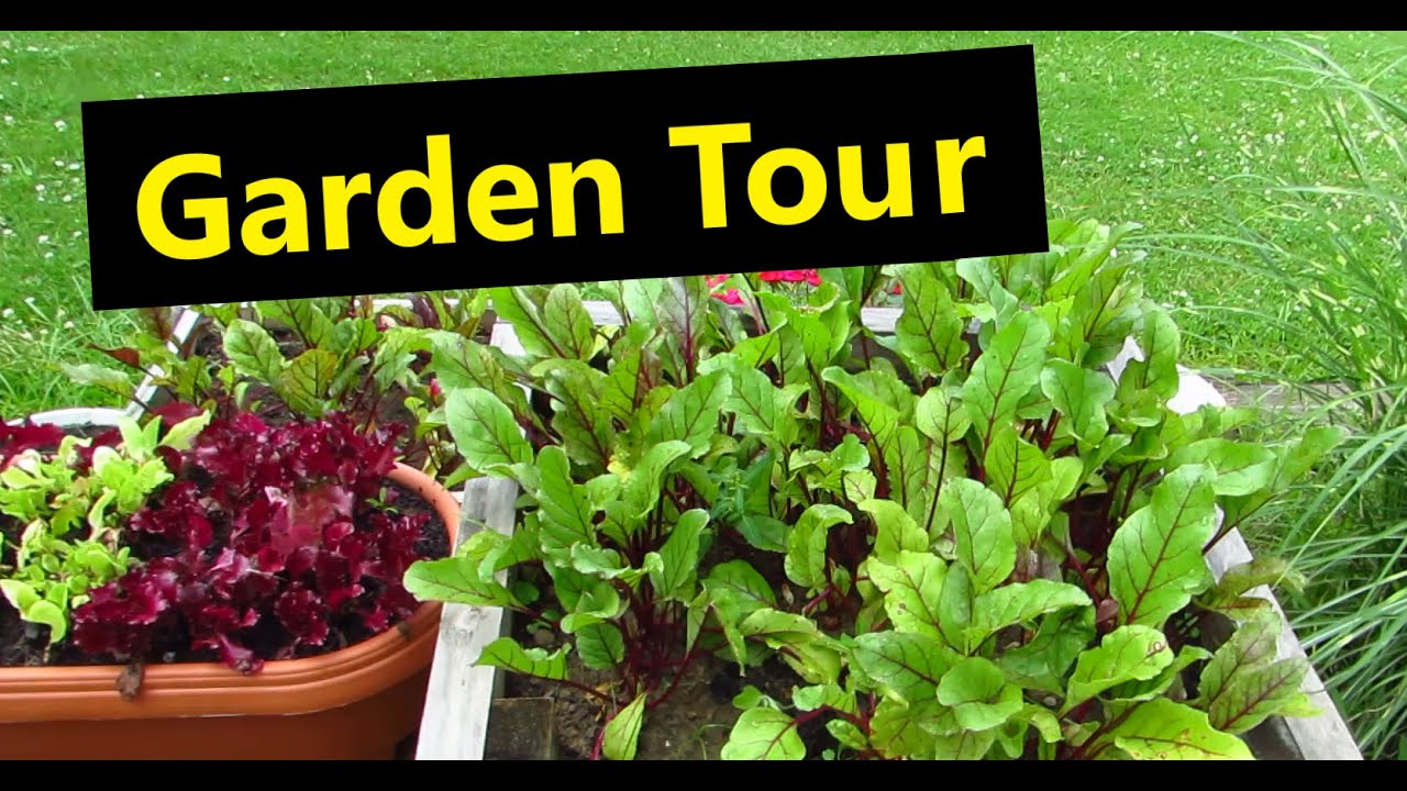 Septoria Leaf Spot Tomato Fungus Update