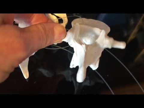 Anatomical differences between cervical, thoracic and lumbar vertebrae