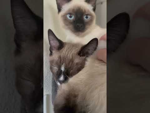 #catrescue seal point and chocolate mixed with tabby Siamese 
