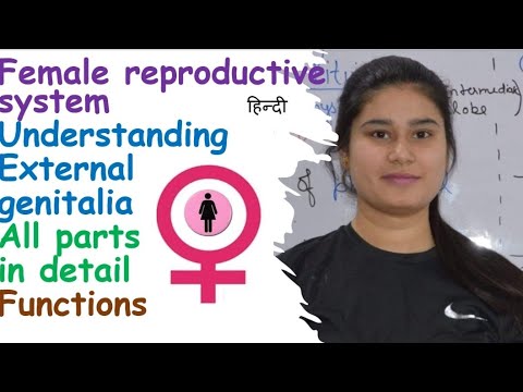 Anatomy of Female Reproductive system | Functions | External Genitalia