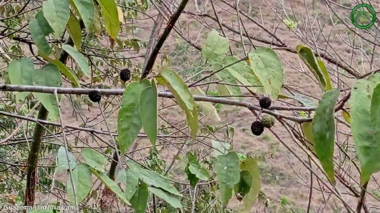 Guazuma Ulmifolia Lam. | Shrubs & Trees | 🇵🇦 Panama |