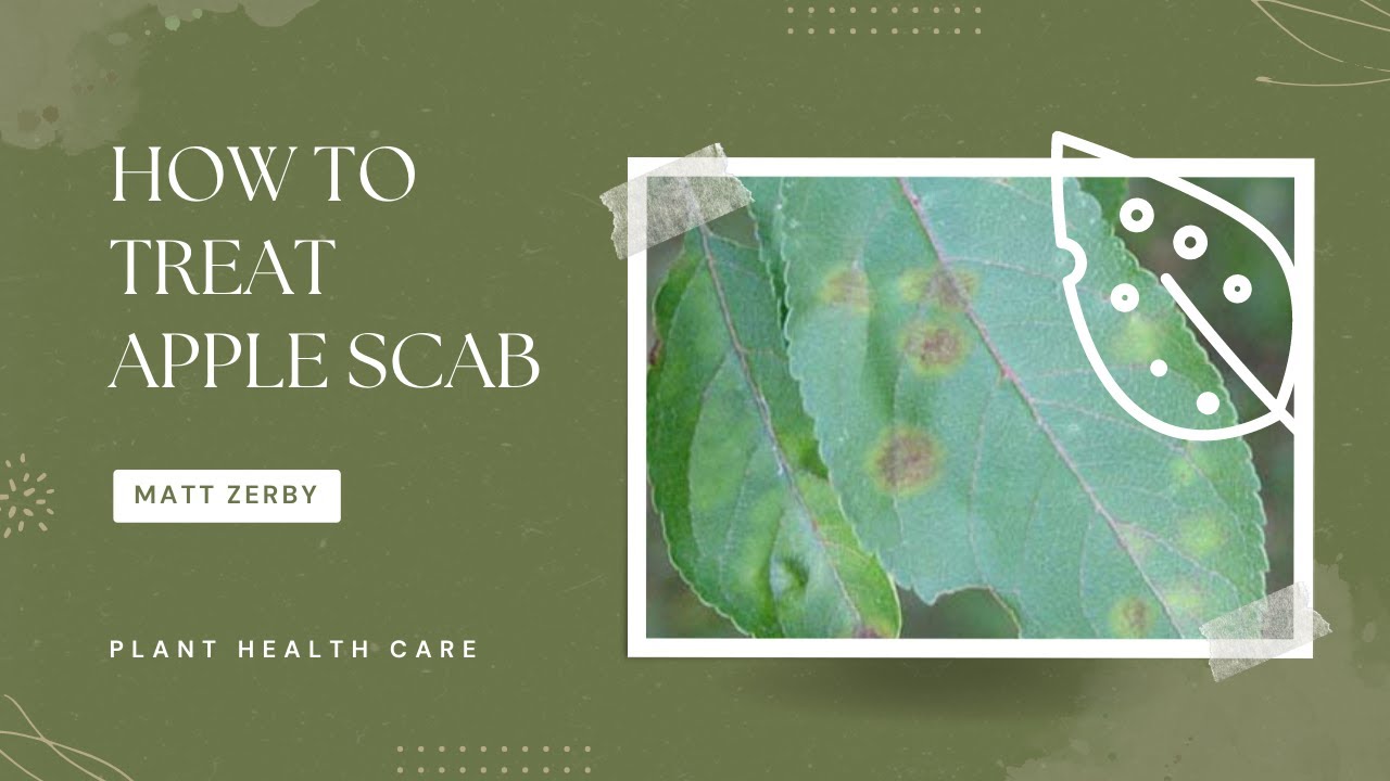 How to treat Apple Scab on Crabapples