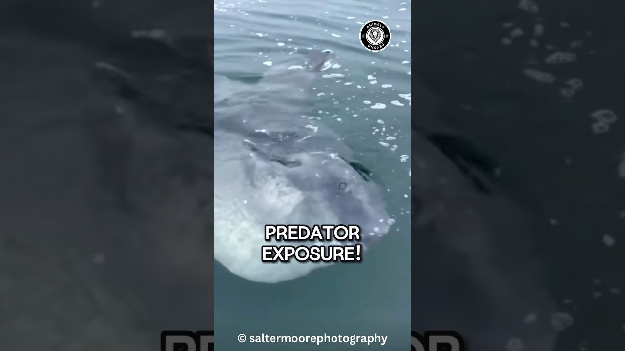 How SUNFISH PARASITE PROBLEMS are SOLVED by SEAGULLS!🤯😲🐠 #animals #sunfish #animalfacts