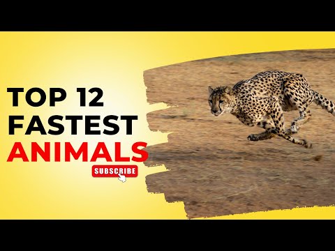 Ranking the Top 12 Fastest Animals Ever